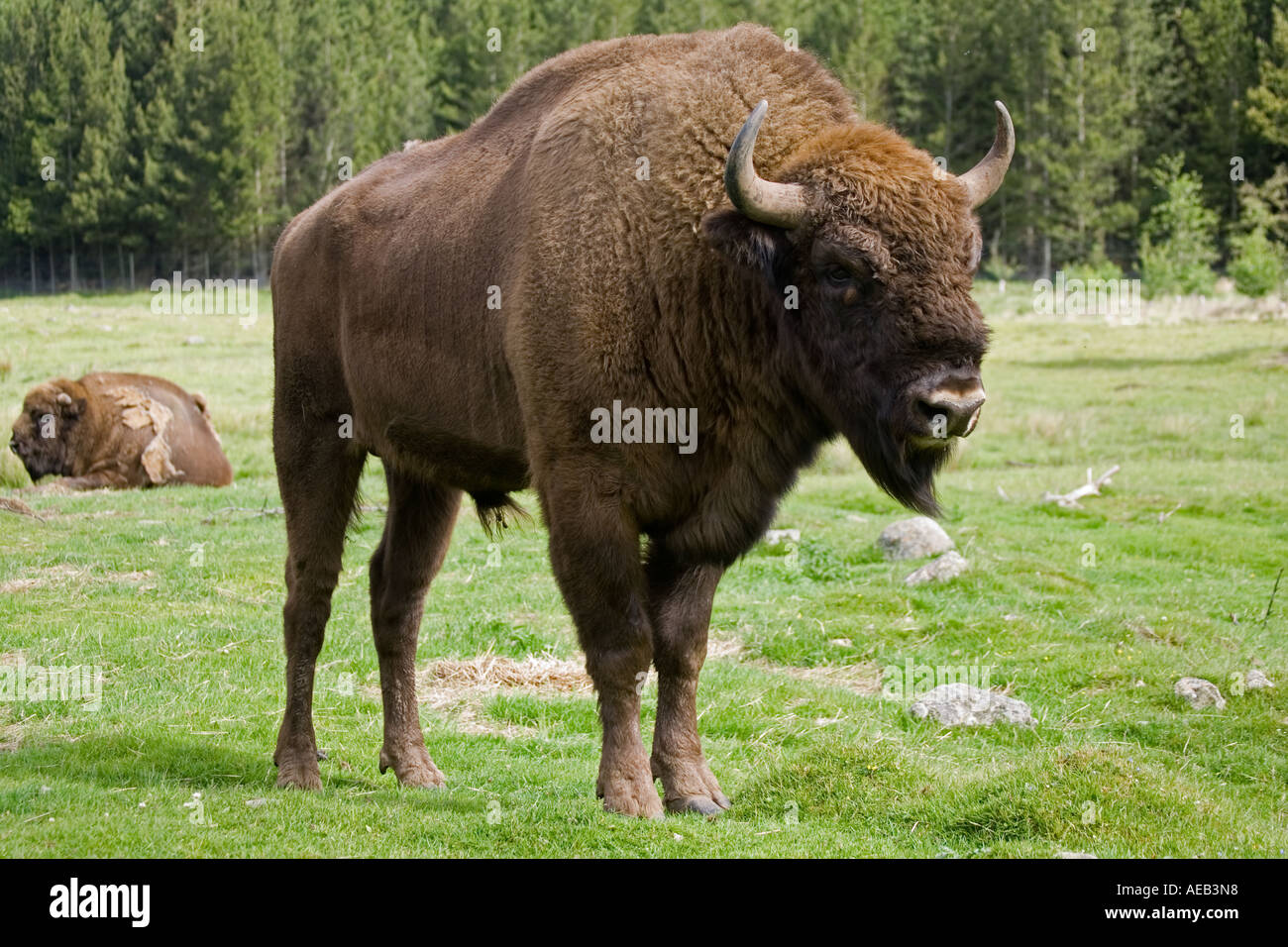 European bison Bison bonasus Highland Wildlife Park Scotland UK Stock ...
