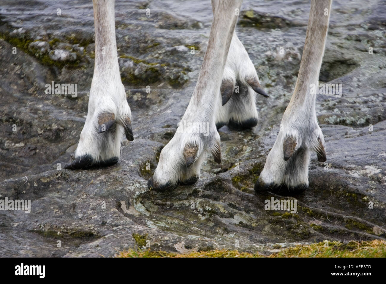 Highly adapted feet of Forest reindeer Rangifer tarandus fennecus ...