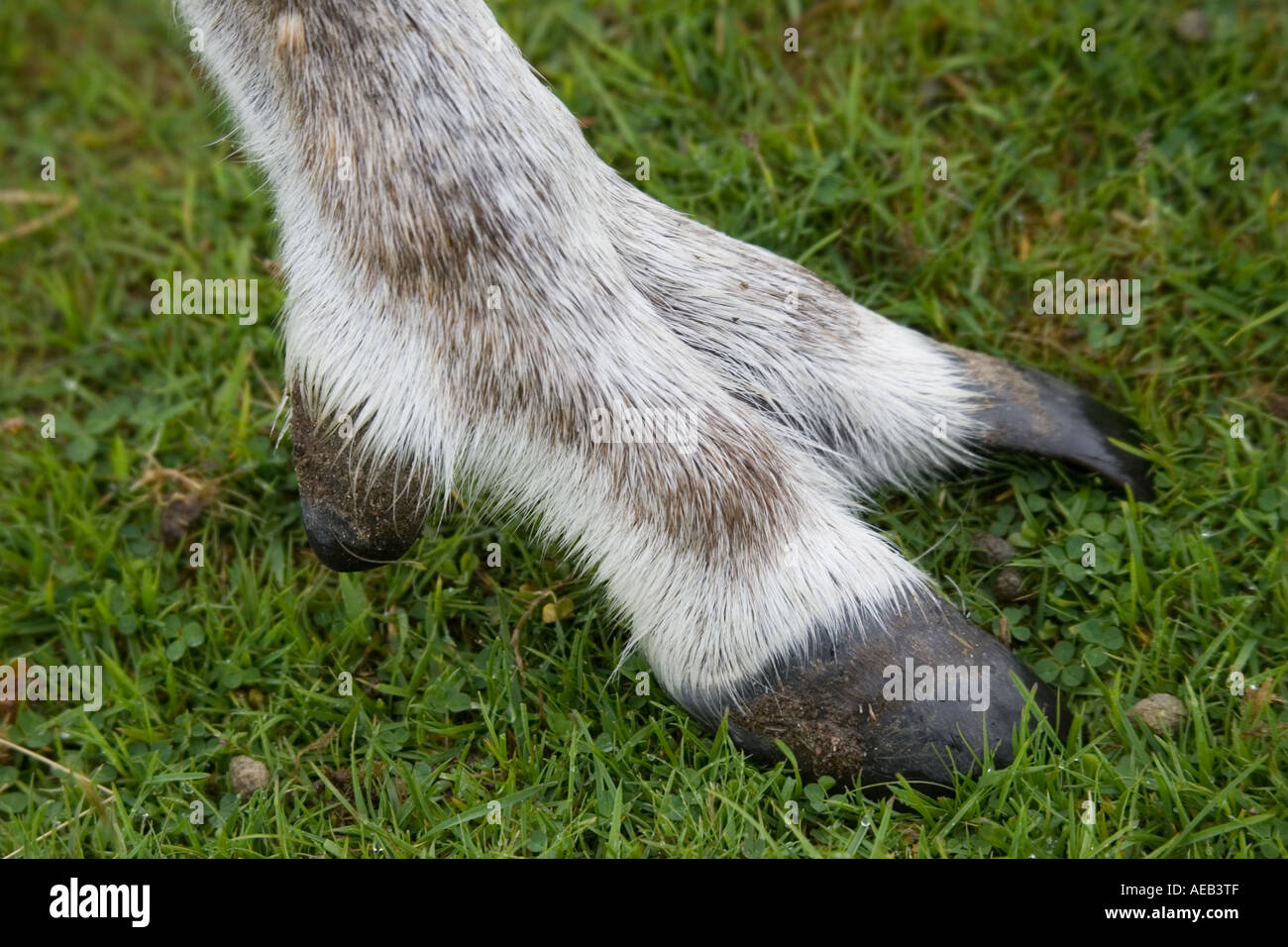 Highly adapted foot of Forest reindeer Rangifer tarandus fennecus ...