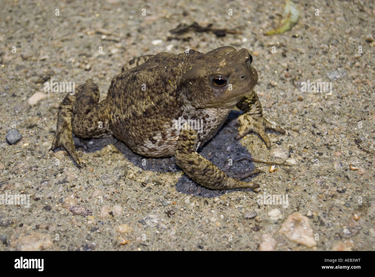 A huge toad posing on the ground at night Captured at Herføl Hvaler ...