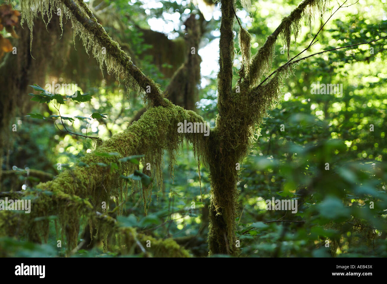 Moss Covered Tree Details in The Hoh Temperate Rain Forest, Olympic ...
