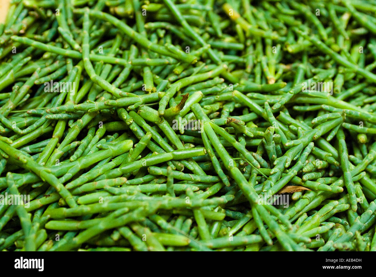 Glasswort salad hi-res stock photography and images - Alamy