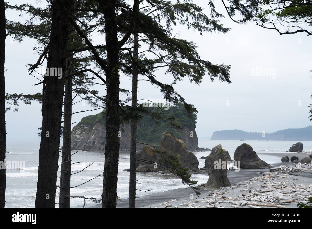 Trees with Sea Stack at Ruby Beach Olympic National Park, Olympic ...