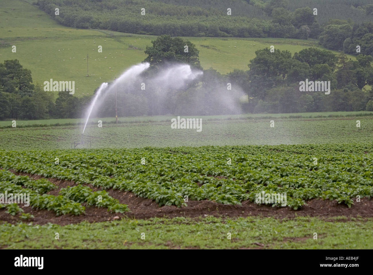 Water being sprayed onto potato crops by high pressure irrigation ...