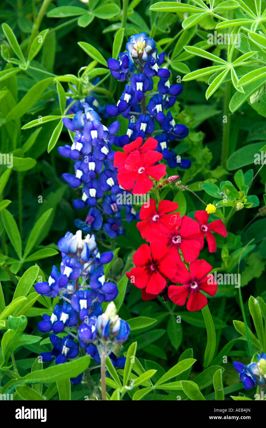 Closeup of Texas bluebonnets and brilliant red wildflowers near Ennis ...