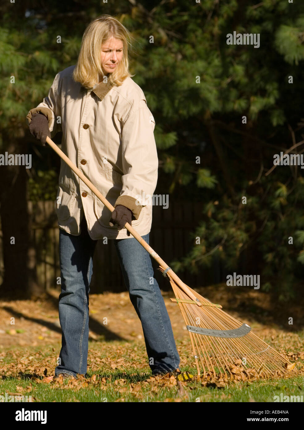 Woman Raking Leaves Stock Photos & Woman Raking Leaves Stock Images - Alamy