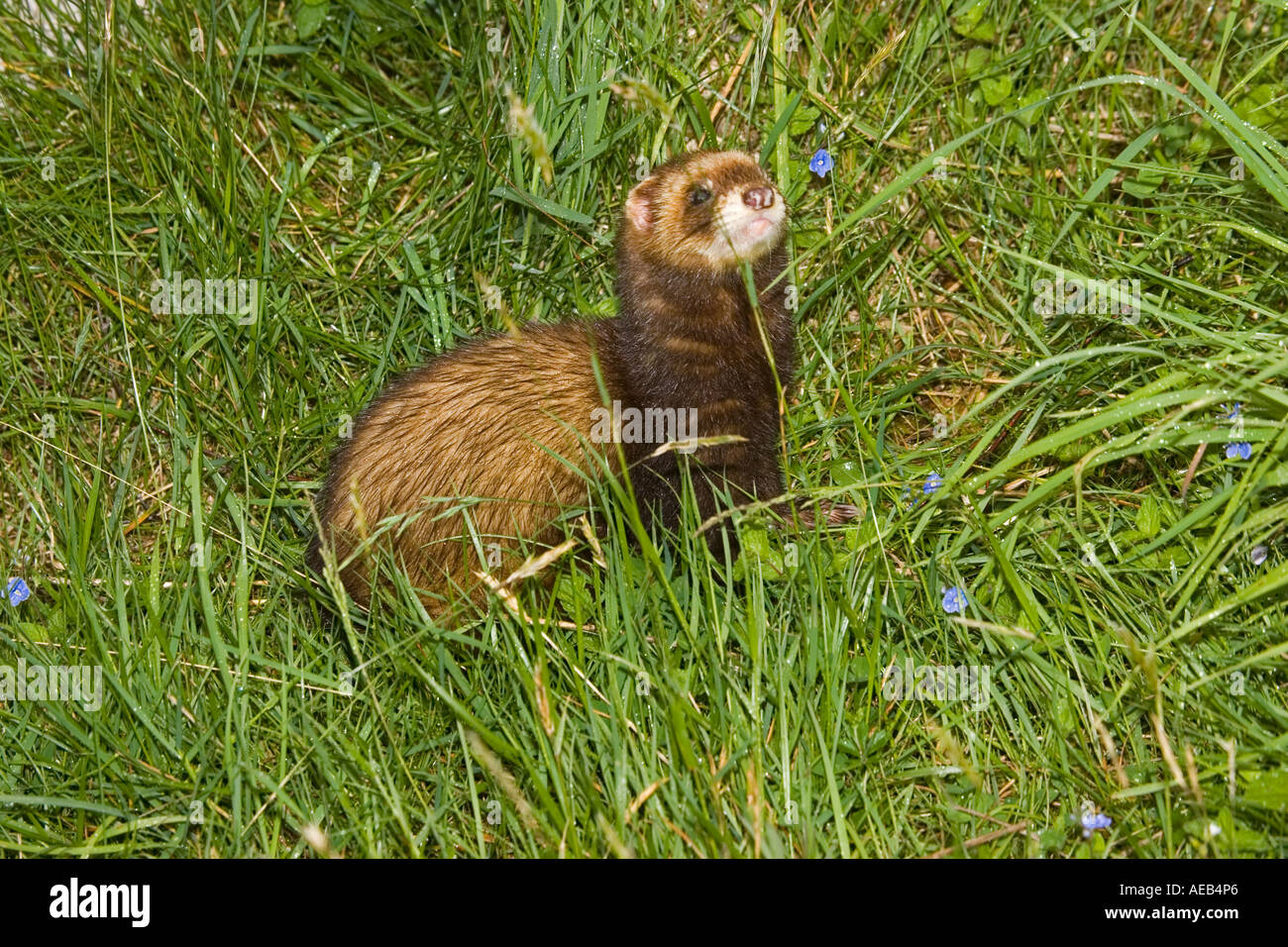 Polecat scotland hi-res stock photography and images - Alamy
