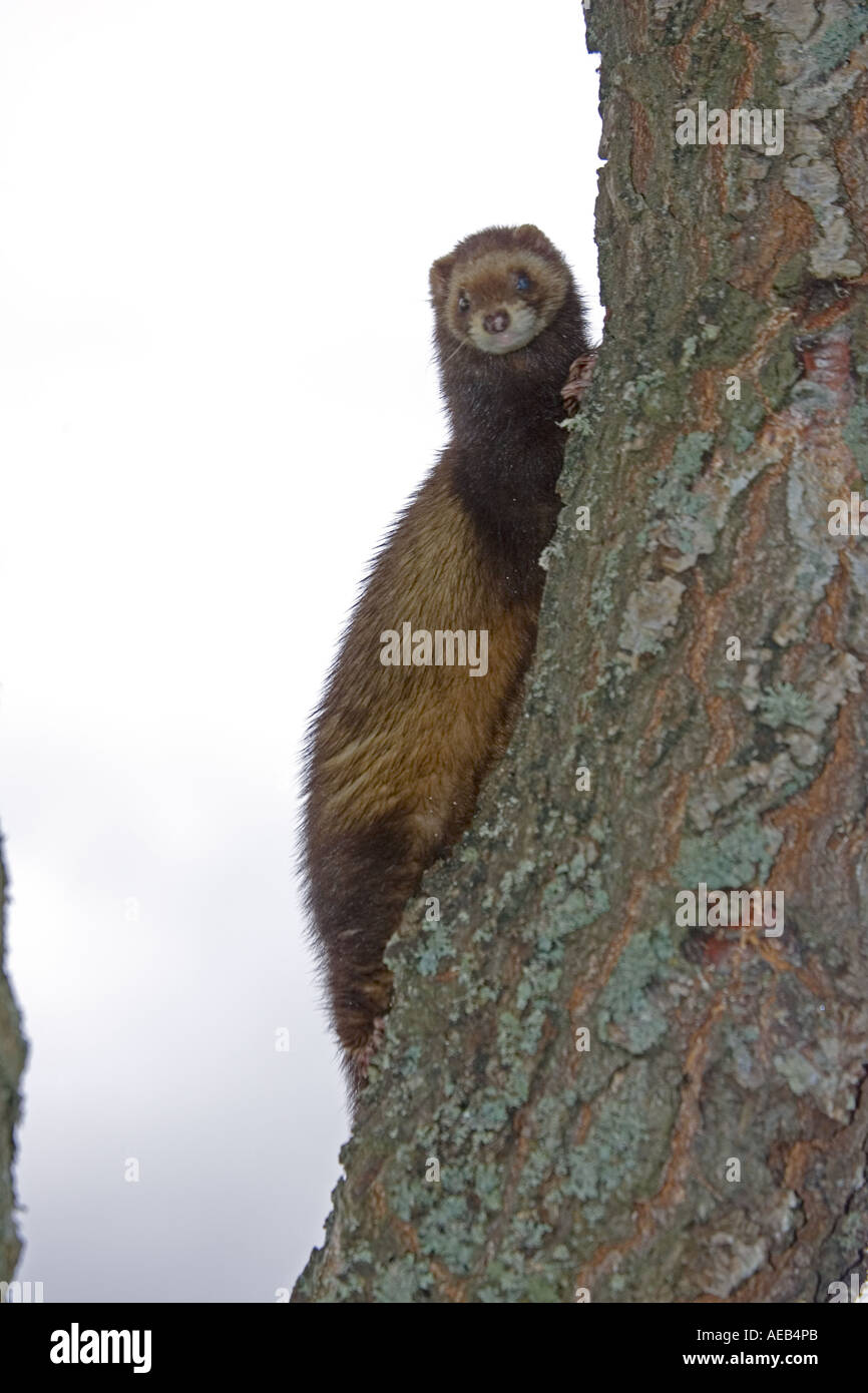 Highland wildlife hi-res stock photography and images - Alamy
