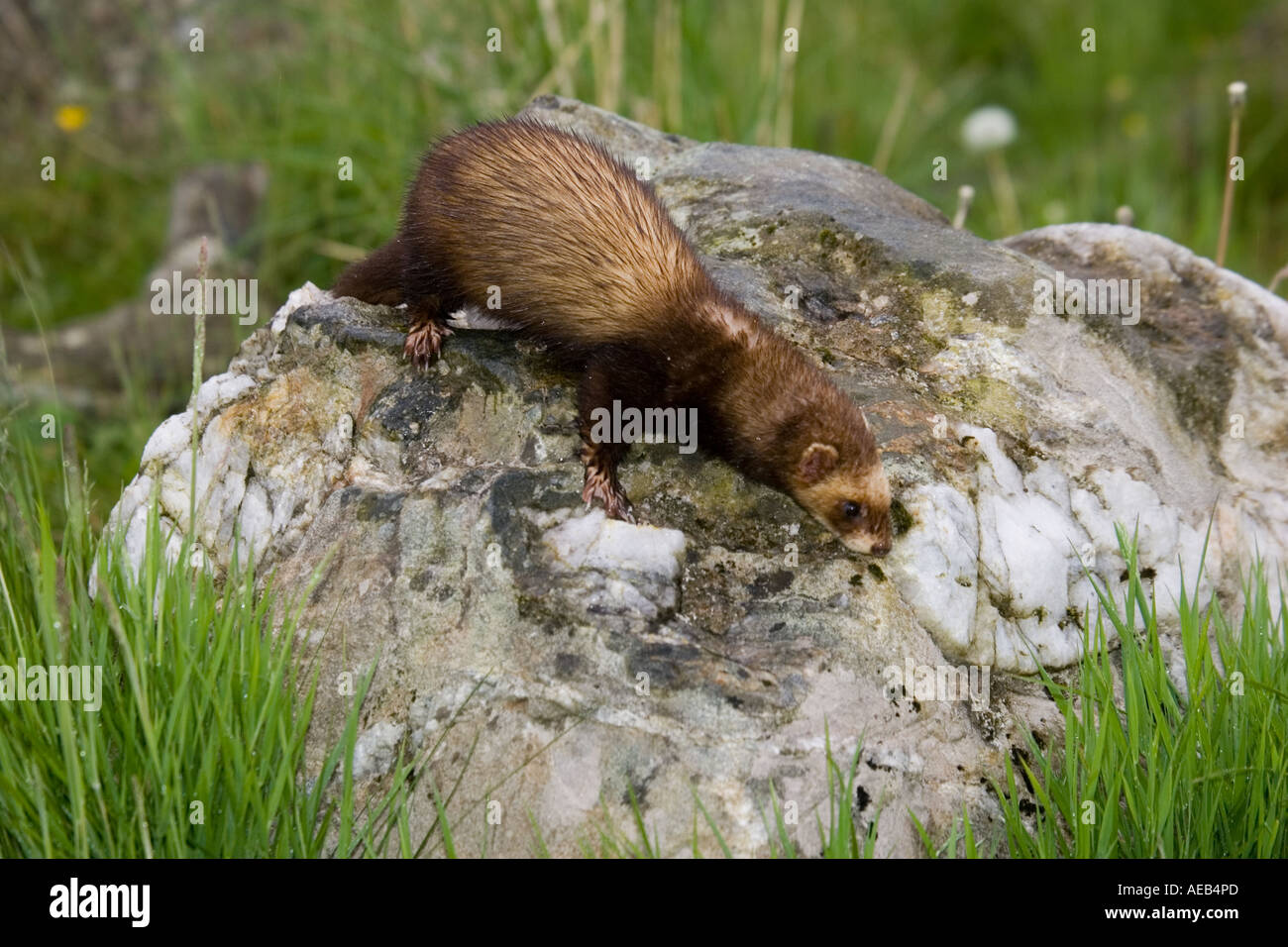 Polecat scotland hi-res stock photography and images - Alamy