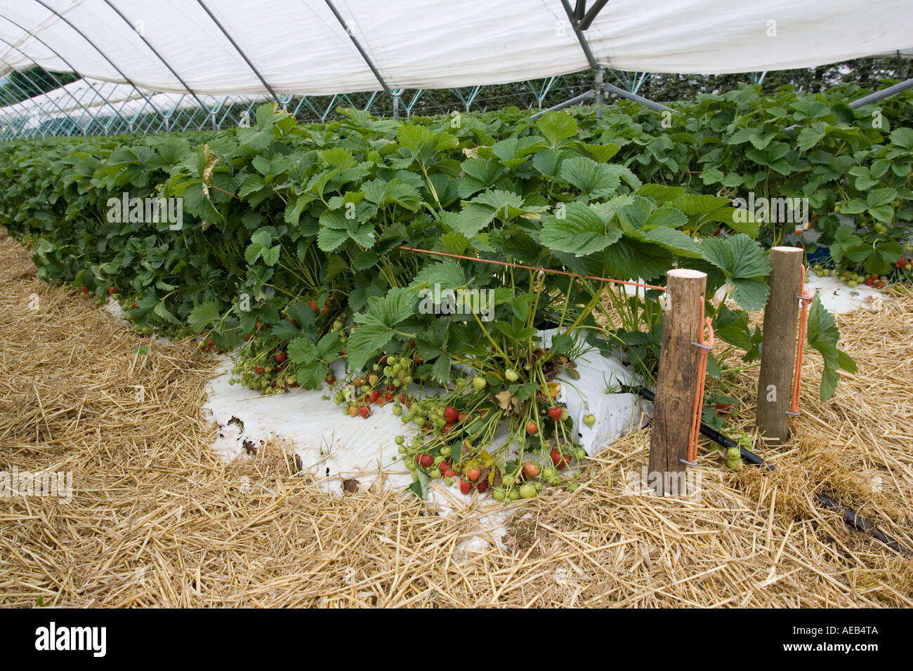 Polytunnels growing strawberries irrigation hi-res stock photography ...