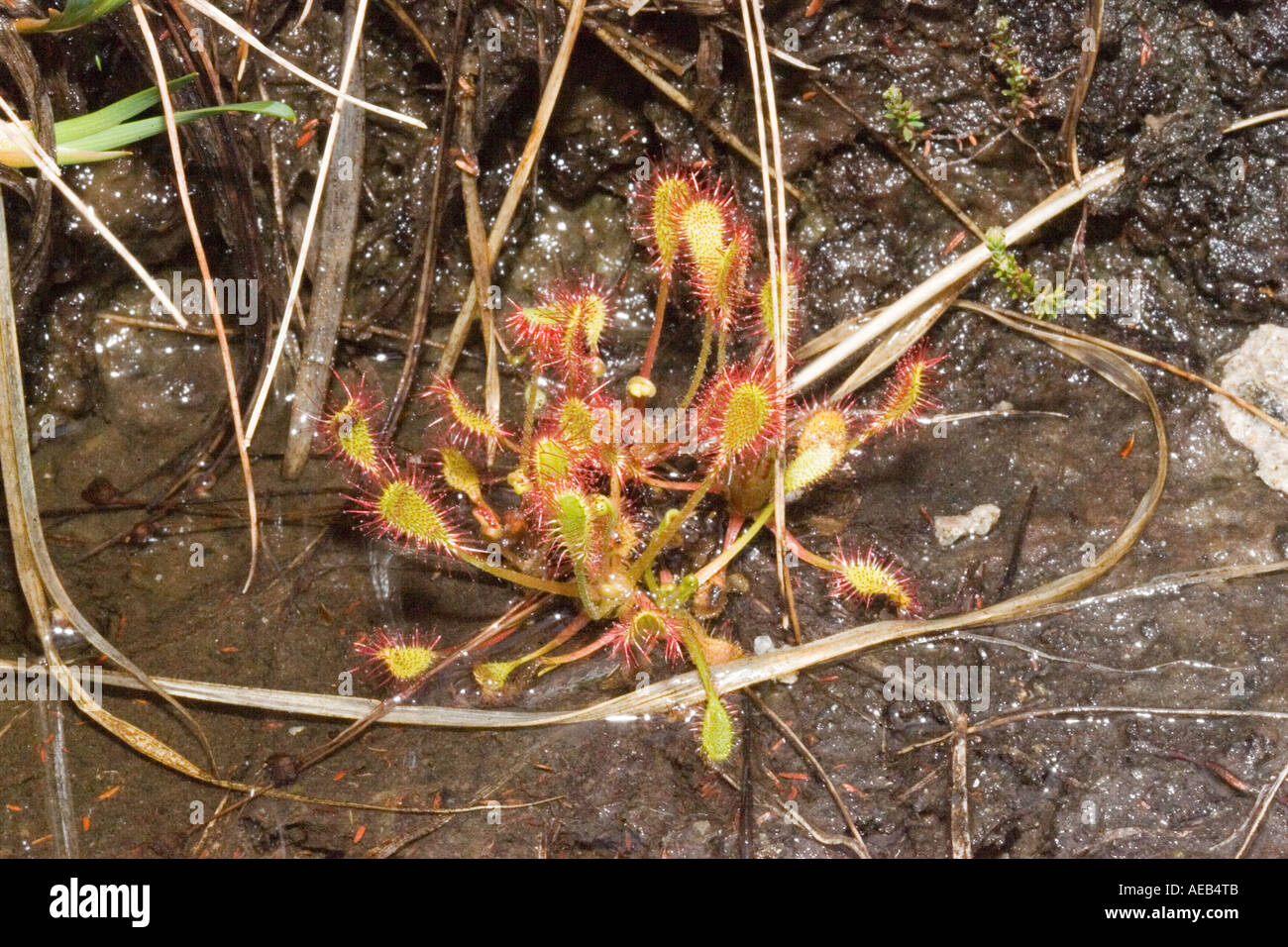 Insectivorous sundew plants Drosera species Ben Eighe National Nature ...