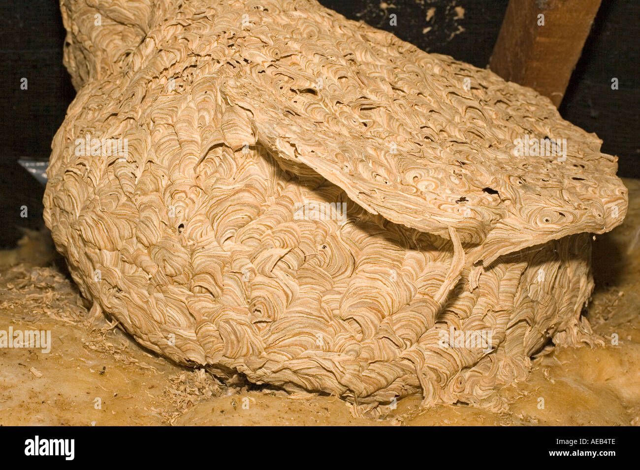 Large wasp nest of Vespula vulgaris in roof space Cotswolds UK Stock ...