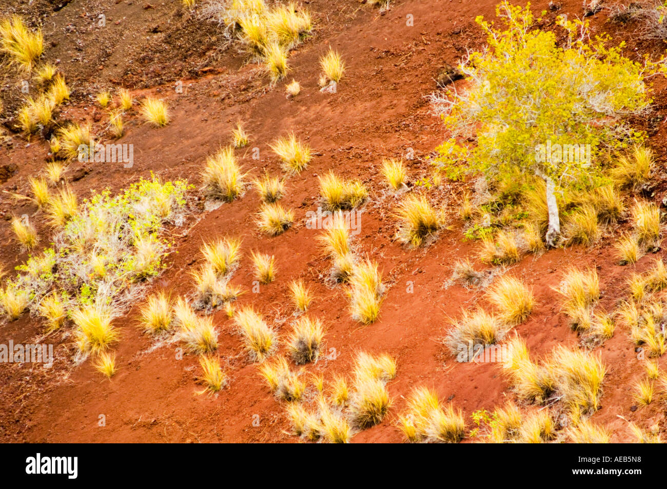 landscape at the SHEITANI lava flow Chyulu Hills vulcan volcano tsavo ...