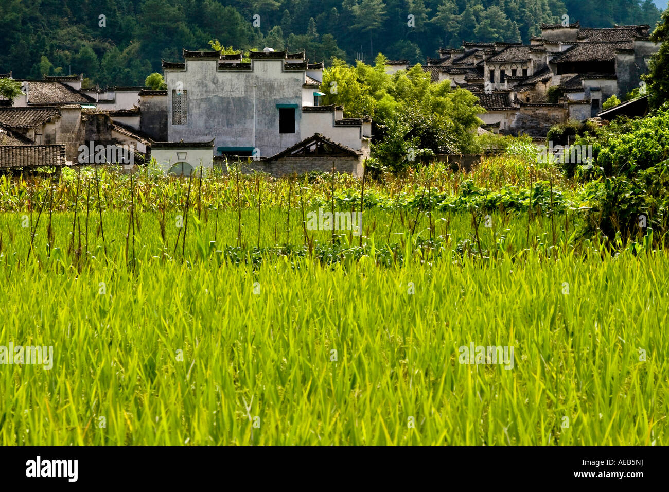 Ancient Chinese Rice Farming
