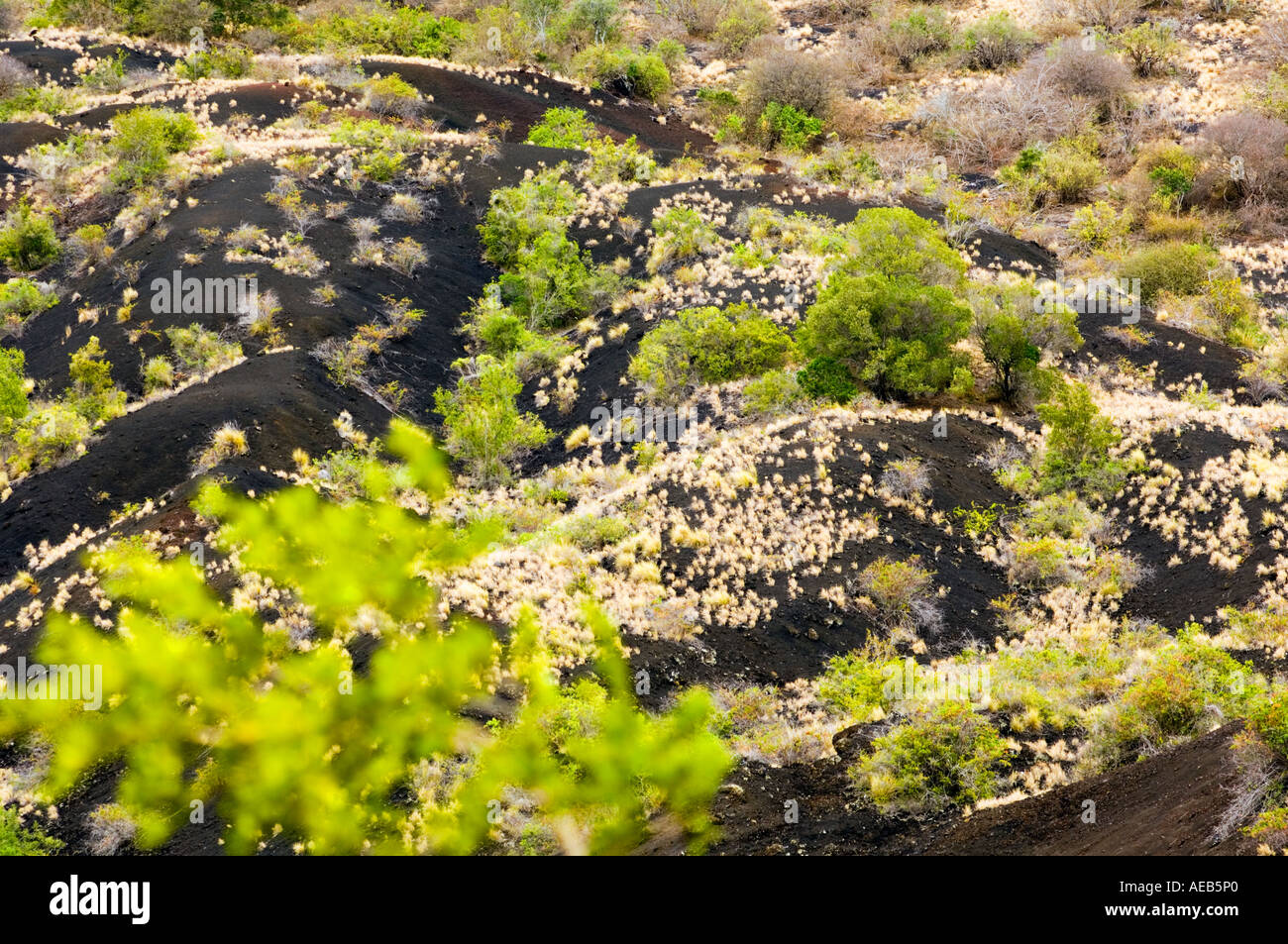 landscape at the SHEITANI lava flow Chyulu Hills vulcan volcano tsavo ...