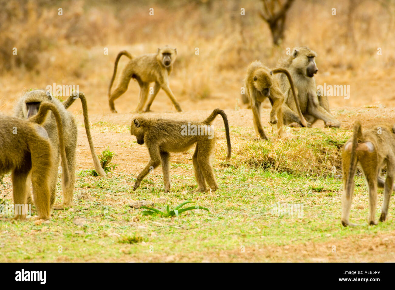 monkey ape olive BABOON look savanna savannah of the TSAVO WEST ...