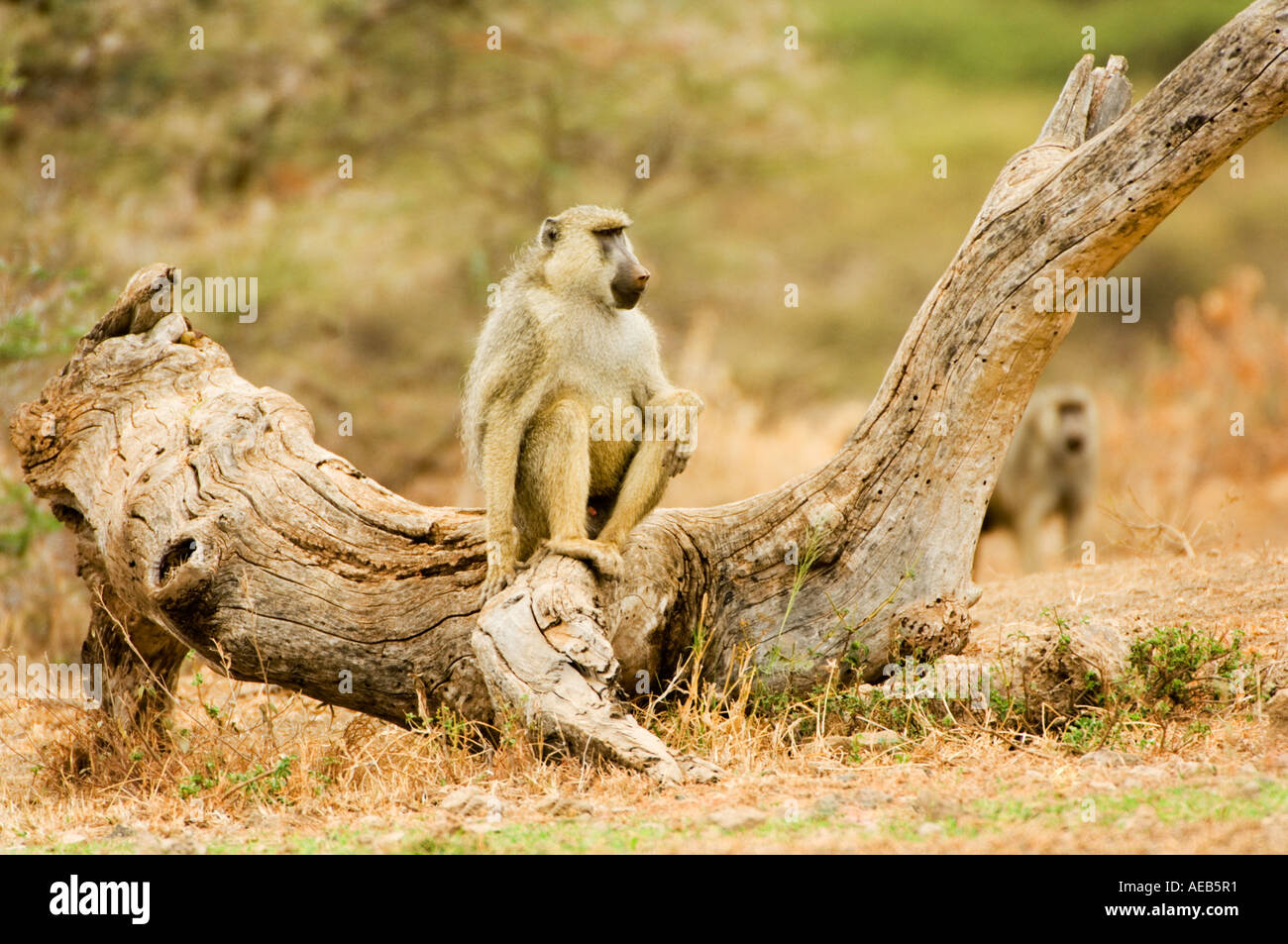 monkey ape olive BABOON look savanna savannah of the TSAVO WEST ...