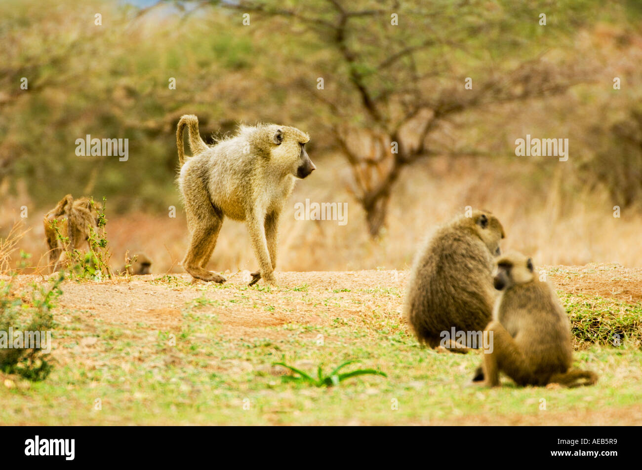 monkey ape olive BABOON look savanna savannah of the TSAVO WEST ...
