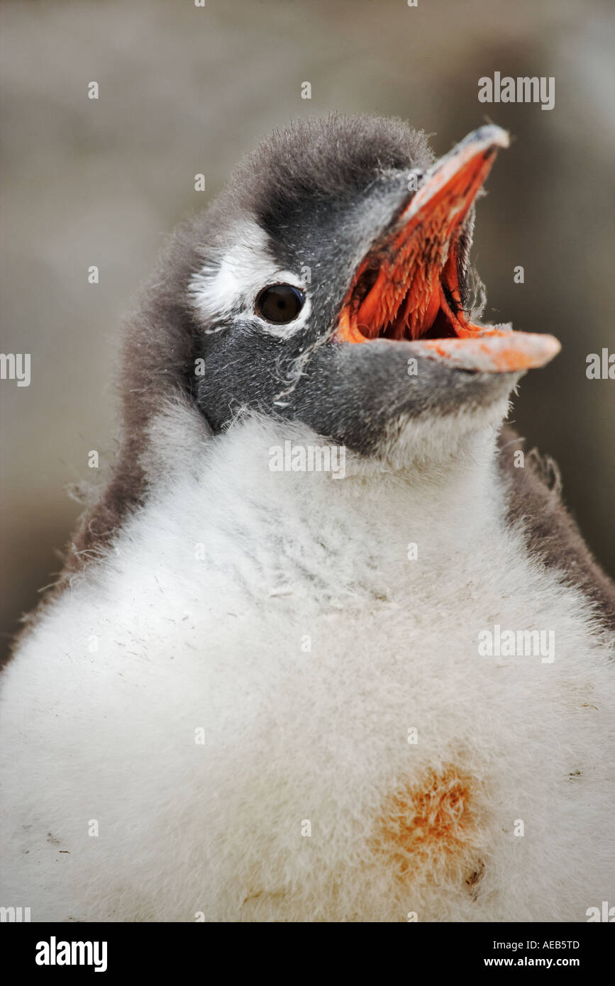 Penguin and chick hi-res stock photography and images - Alamy