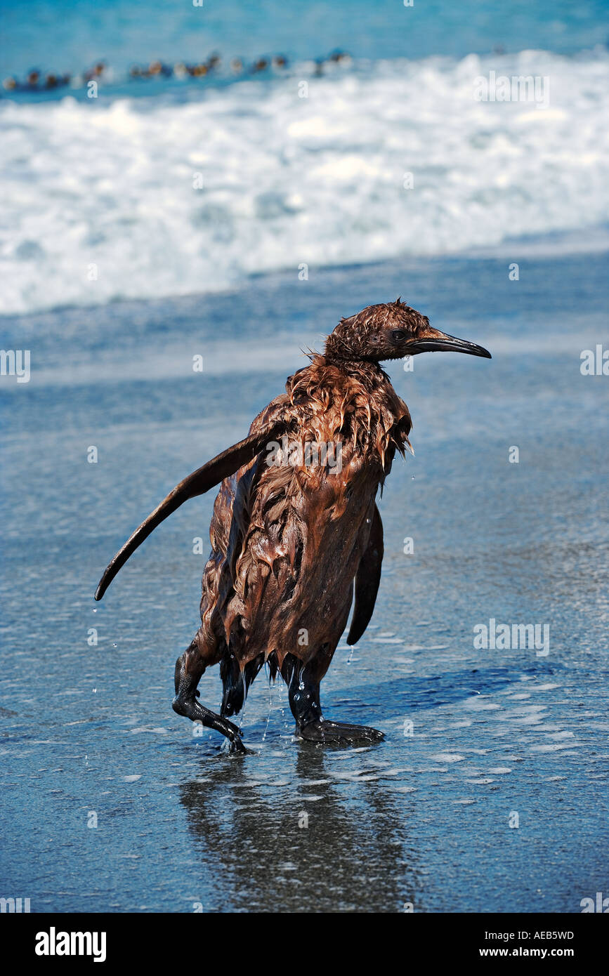 King penguin Aptenodytes patagonicus Wet chick returning from ...