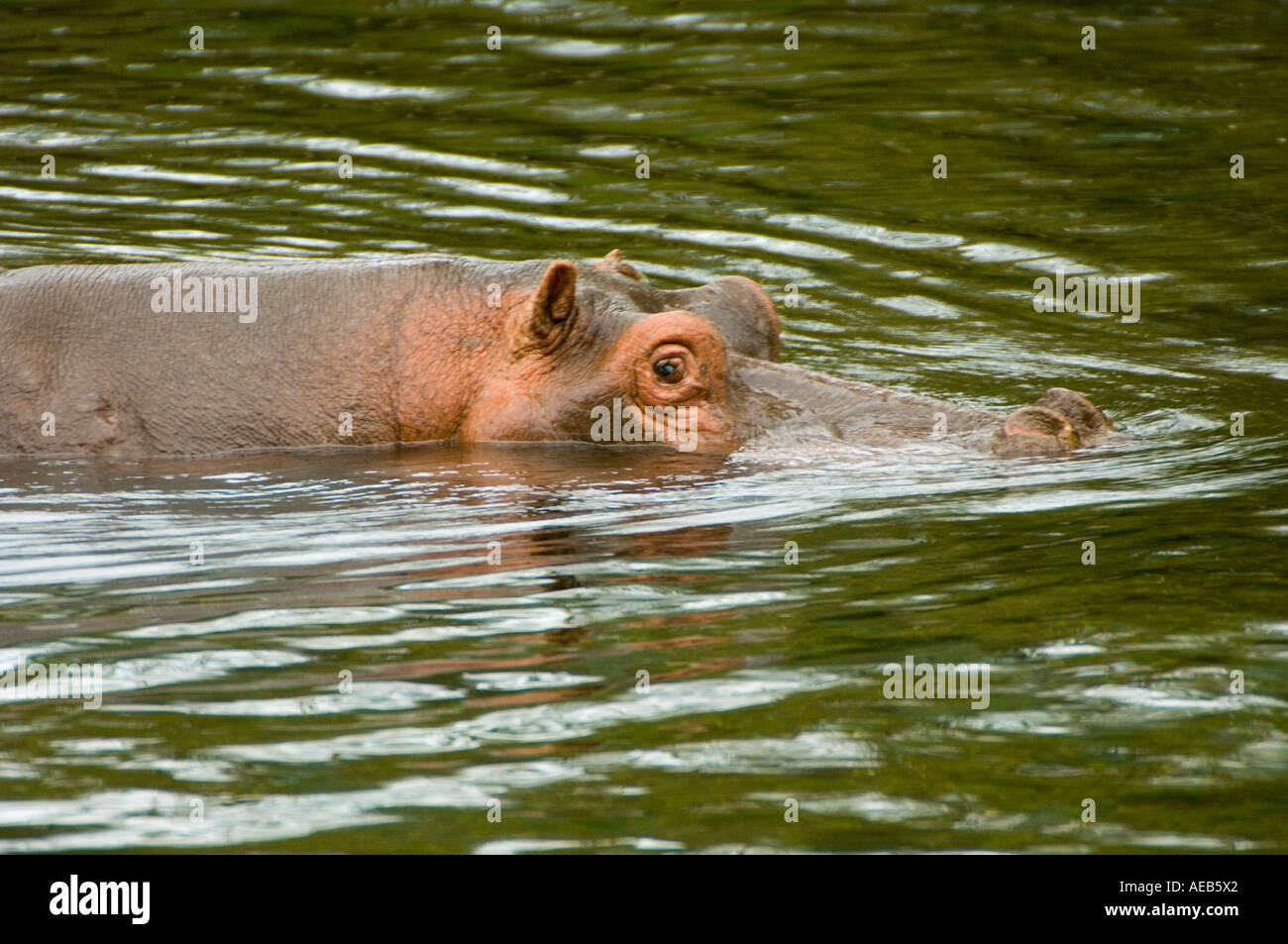 hippopotamus hippo bathing river swimming bath swim Tsavo west East ...