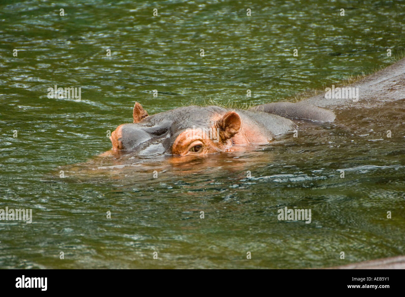 hippopotamus hippo bathing river swimming bath swim Tsavo west East ...