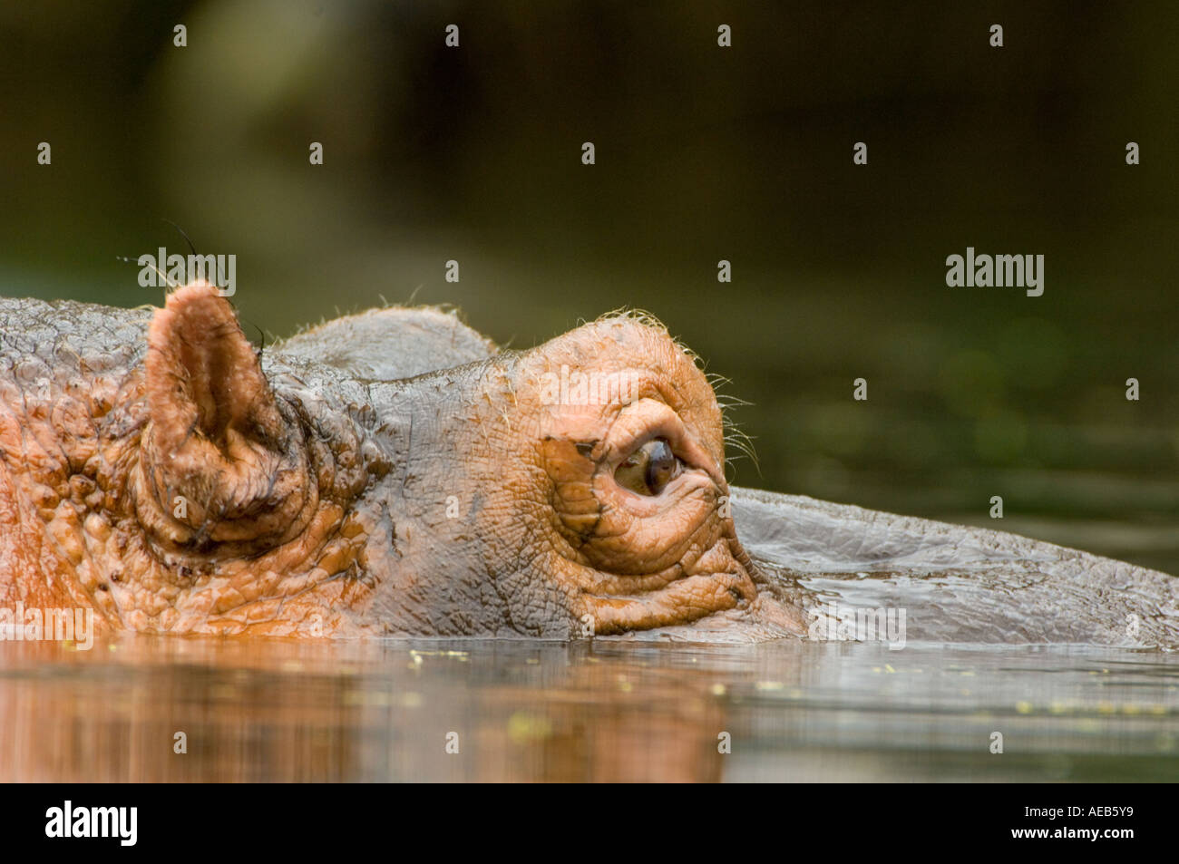 eyes head hippopotamus hippo bathing river swimming bath swim Tsavo ...