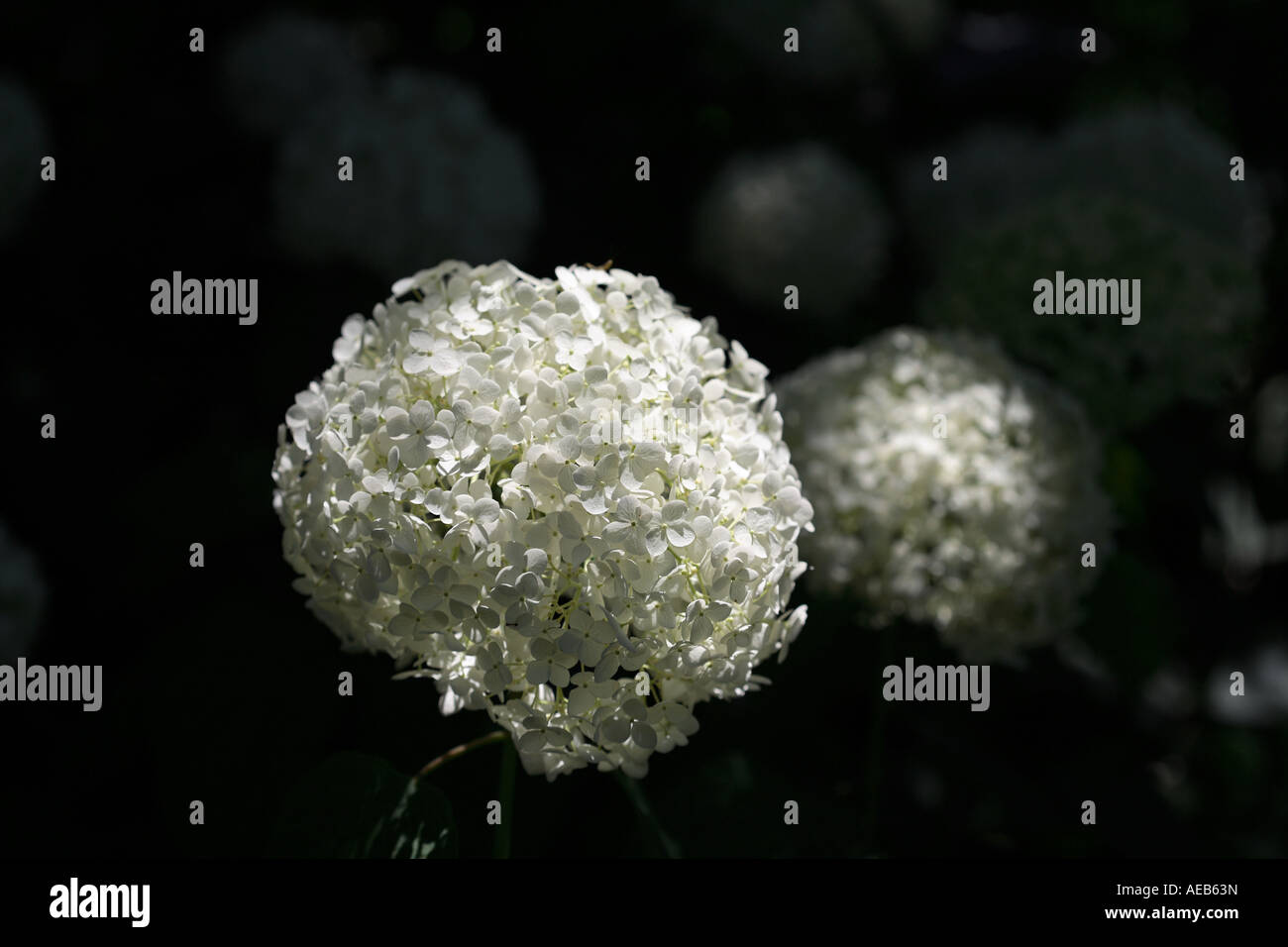 The hydrangea in Saitama Japan Asia Stock Photo - Alamy