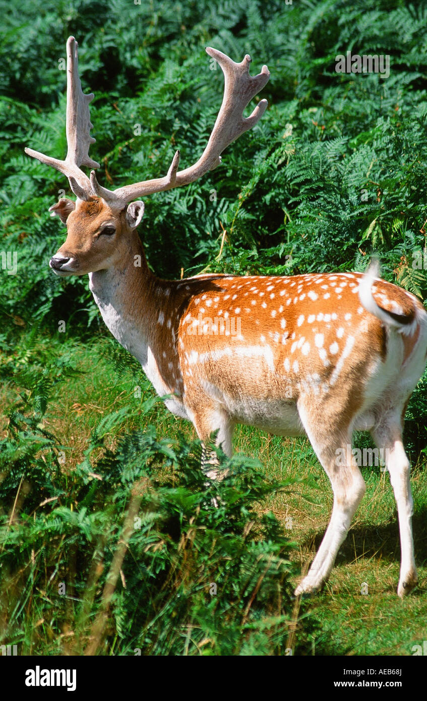 A Fallow Deer stag in Bradgate Park, Leicestershire Stock Photo - Alamy