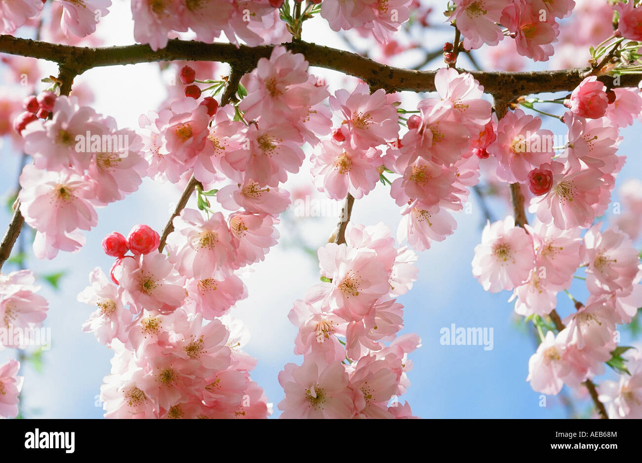 Cherry blossom in springtime Stock Photo - Alamy