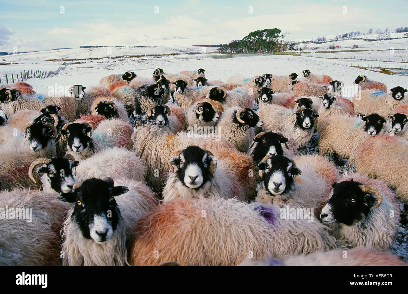 Sheep huddle together in snow hi-res stock photography and images - Alamy