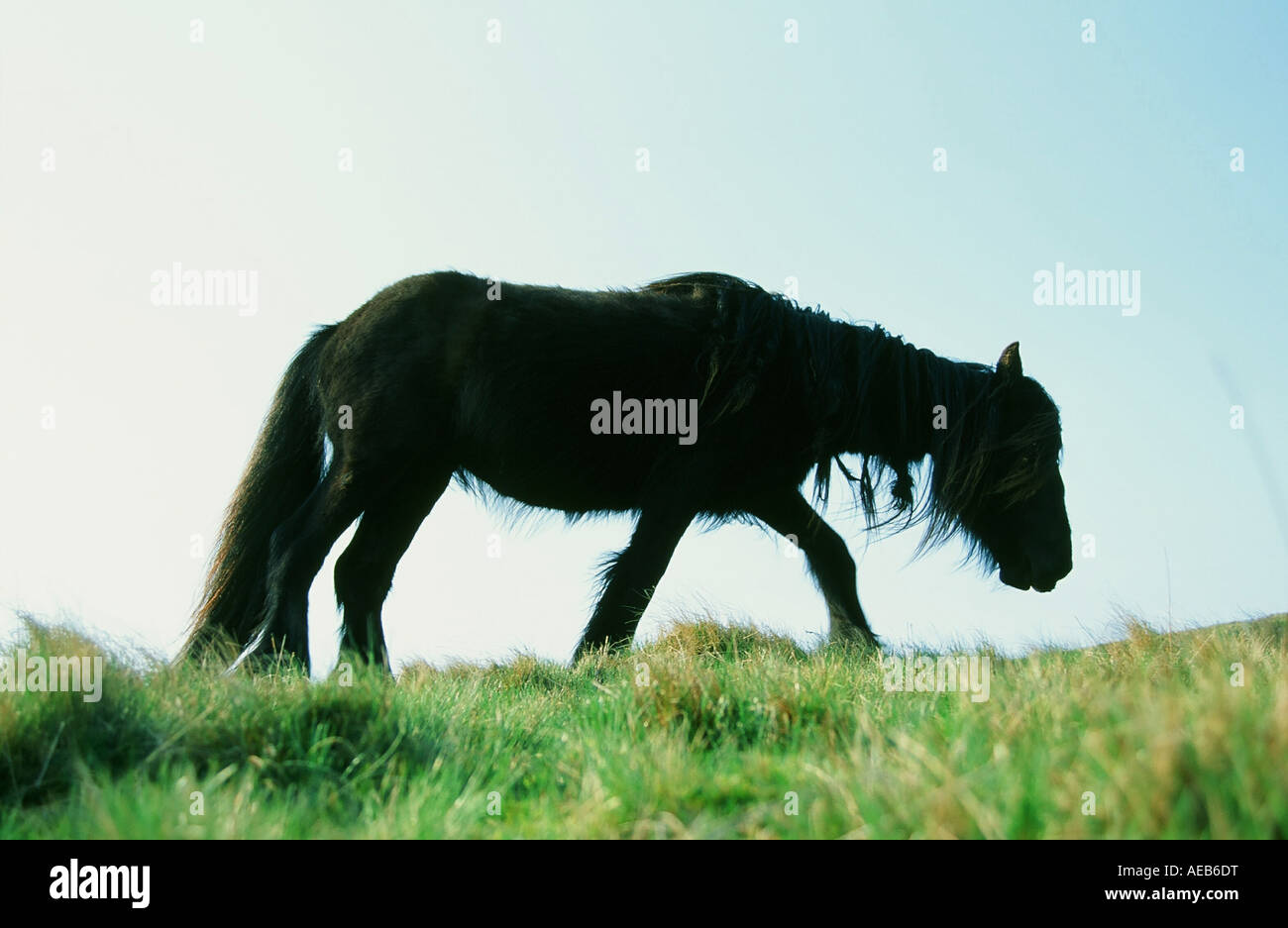 A wild fell pony on the North Pennines above Dufton, Cumbria, UK Stock ...