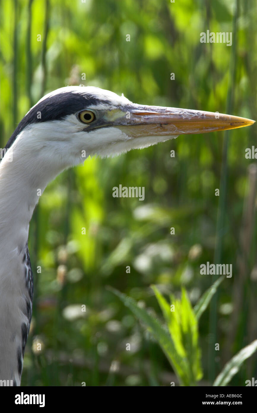 Avian angler hi-res stock photography and images - Alamy