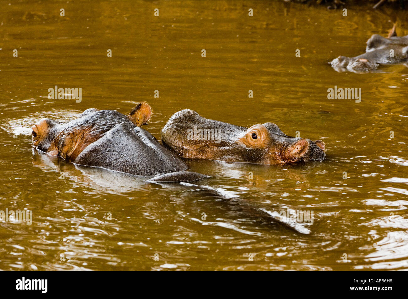 group family of hippopotamus hippo bathing in the river swimming bath ...