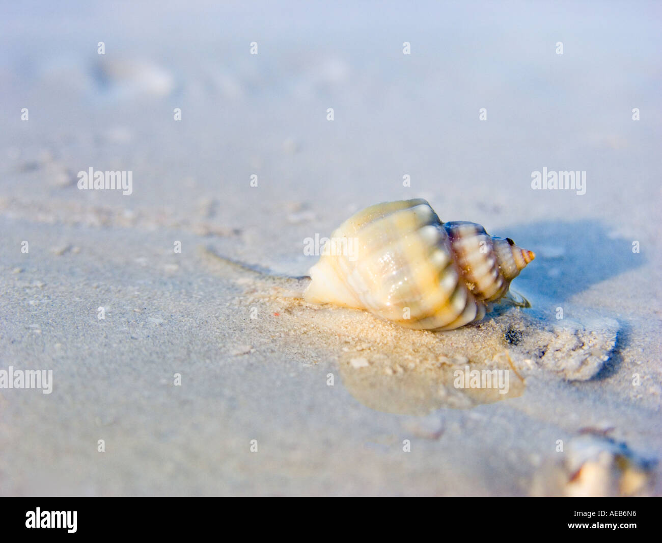 snail sea seasnail at BAMBURU BEACH MOMBASA Kenya East Africa Kenia ...
