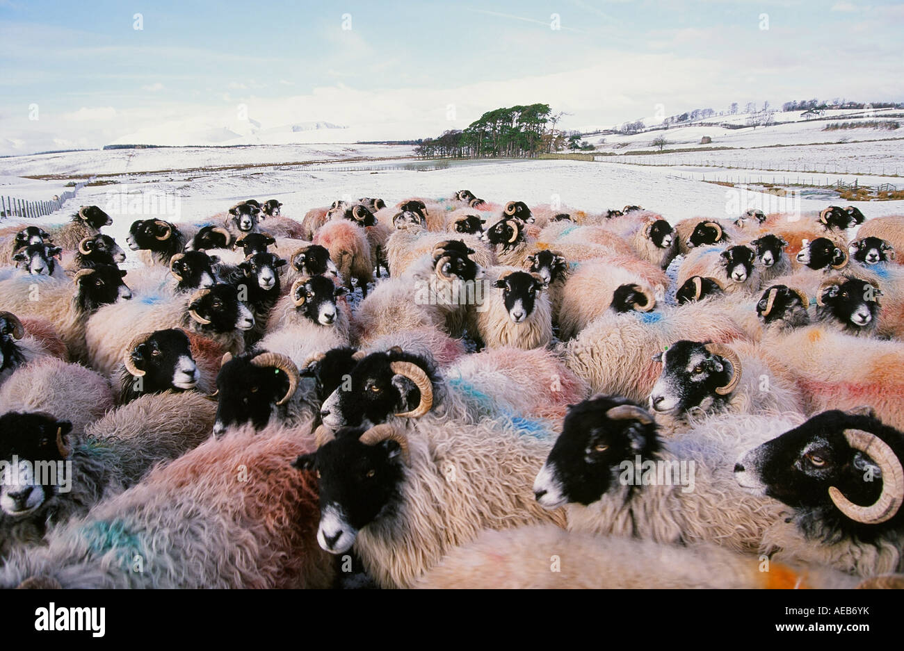 Flocking sheep hi-res stock photography and images - Alamy