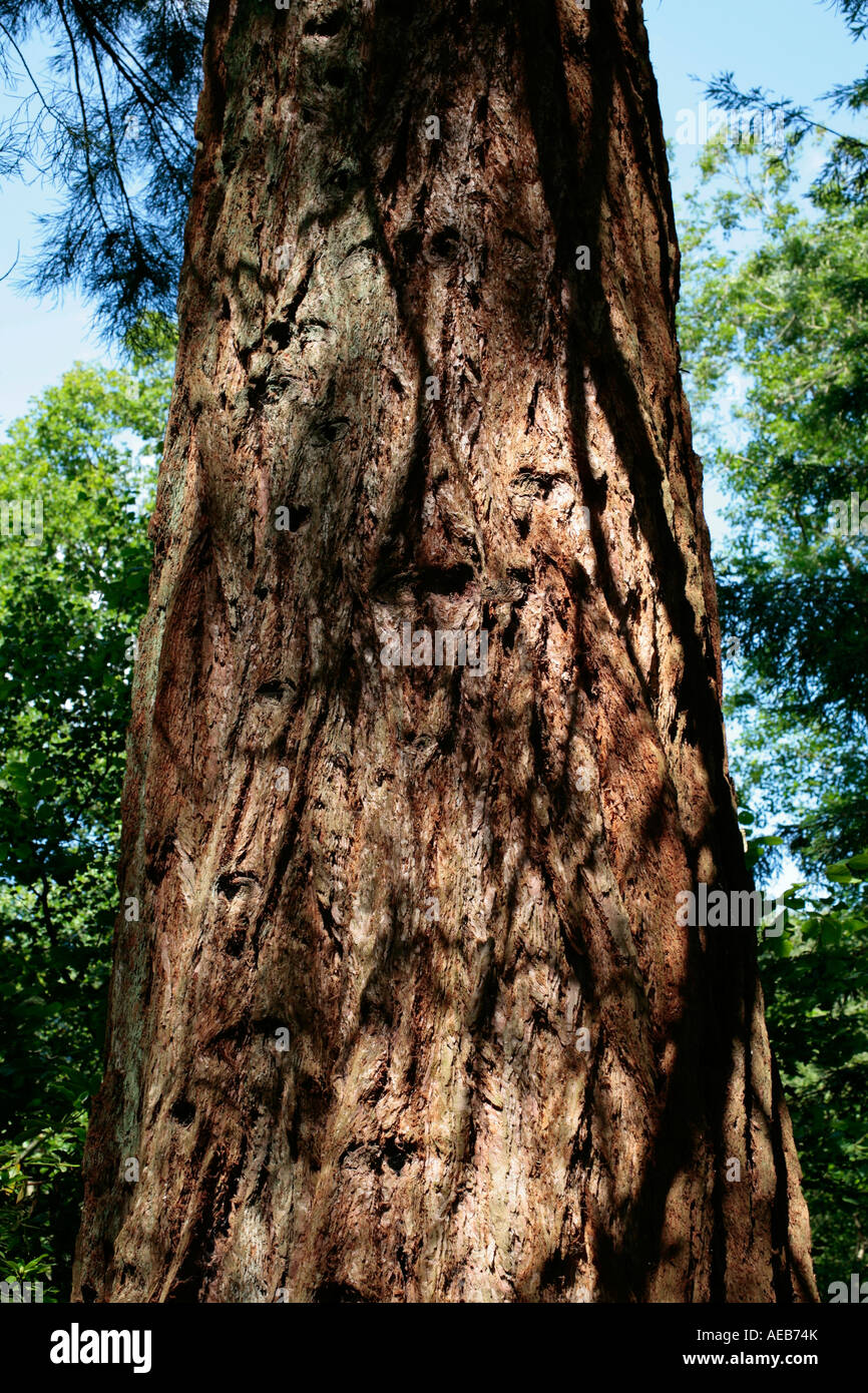 Yew tree bark hi-res stock photography and images - Alamy