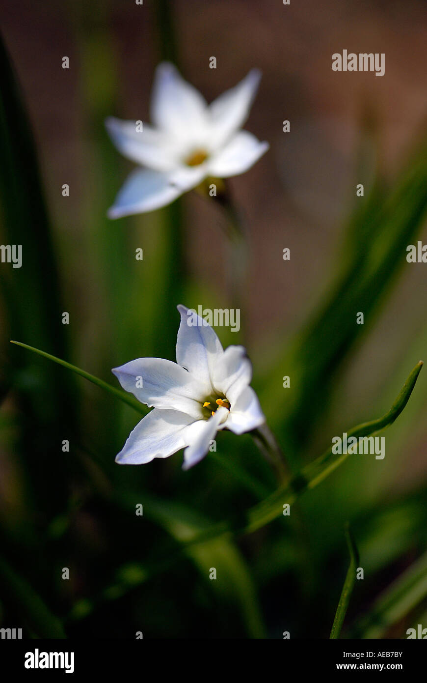 Little white spring alpine flower Stock Photo - Alamy