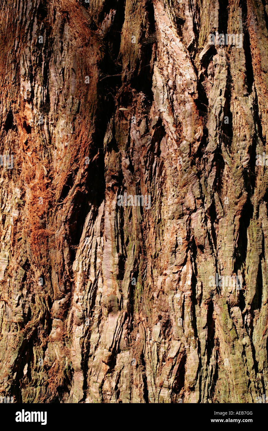Close up of the Bark of the Common Yew Tree (Taxus baccata) in late ...