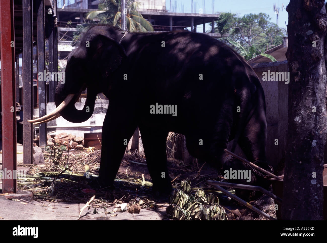 Rogue elephant chained up in churchyard in Colombo, capital of Sri ...
