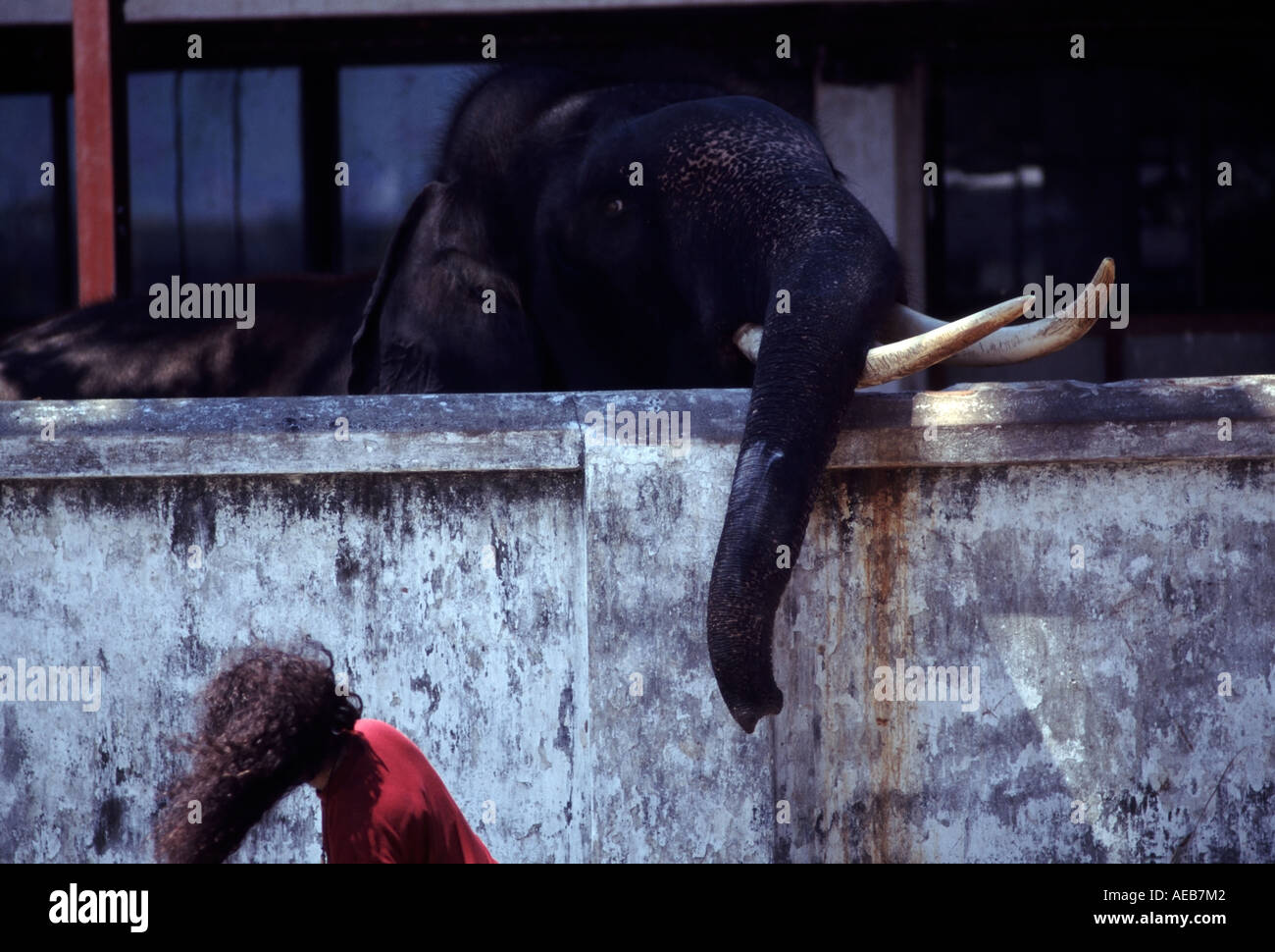 Rogue elephant chained up in churchyard in Colombo, capital of Sri ...