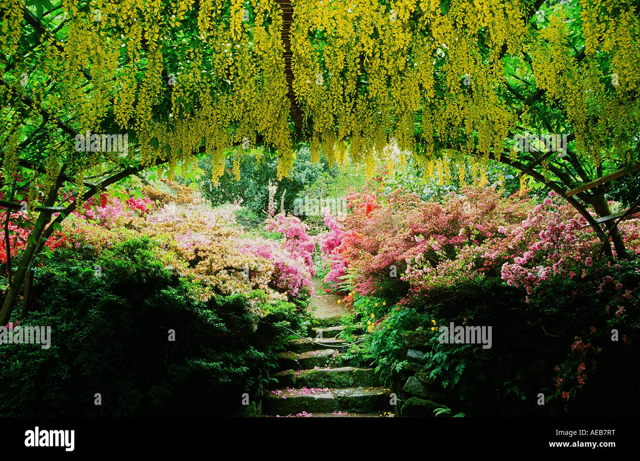 The laburnum arch, bodnant gardens hi-res stock photography and images ...