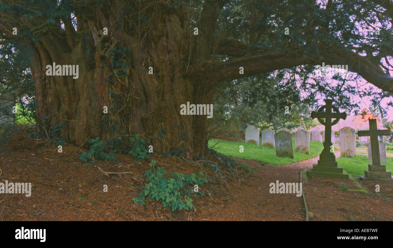 Ancient yews hi-res stock photography and images - Alamy