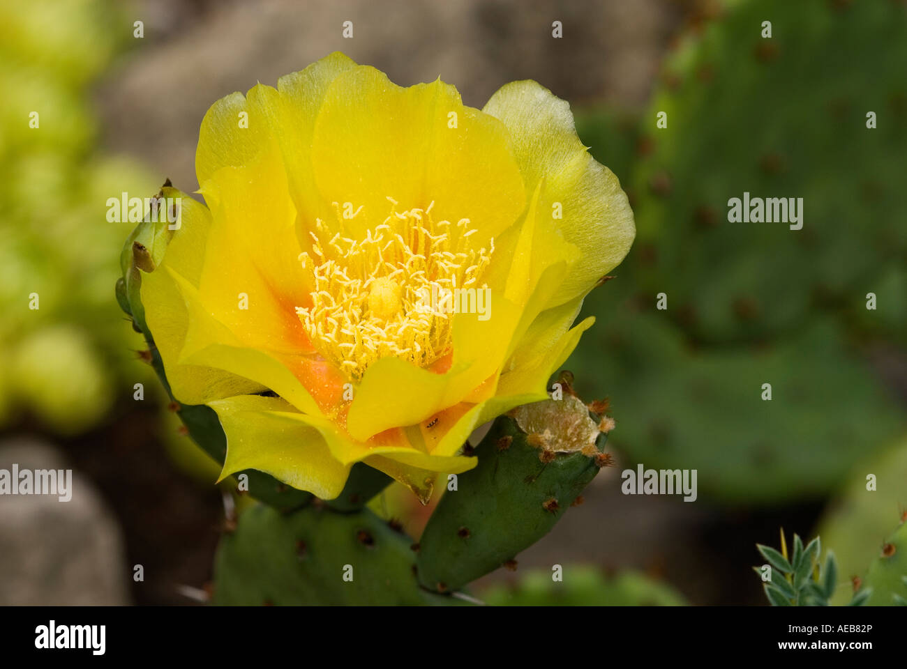 Opuntia flower blooming Stock Photo - Alamy