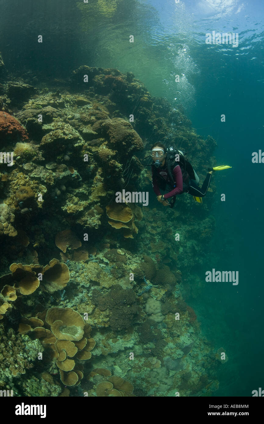 A scuba diver explores an inner lagoon coral reef in the Republic of ...