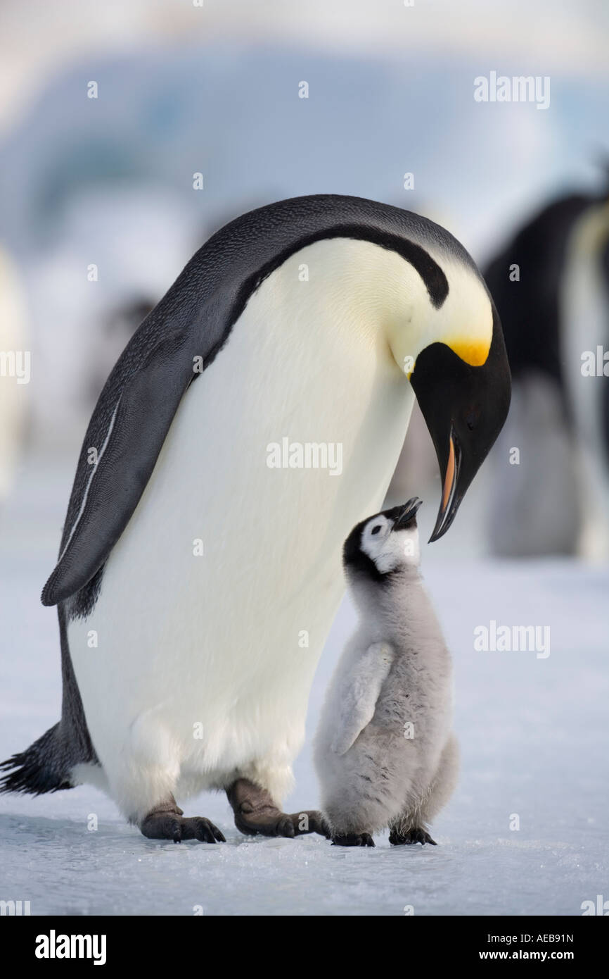 Antarctica Snow Hill Island Emperor Penguin Aptenodytes forsteri with ...