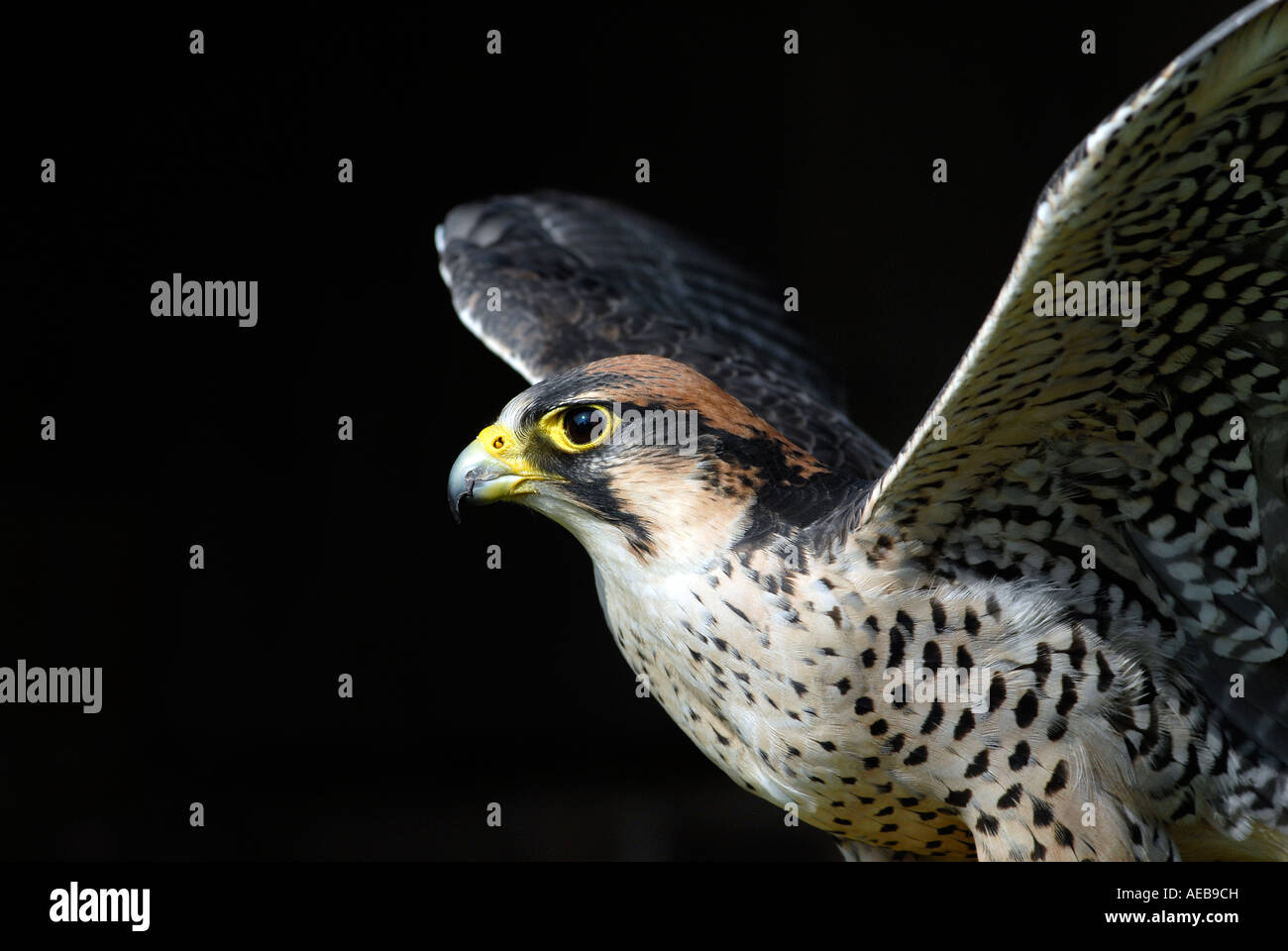 Peregrine falcon stoop hi-res stock photography and images - Alamy