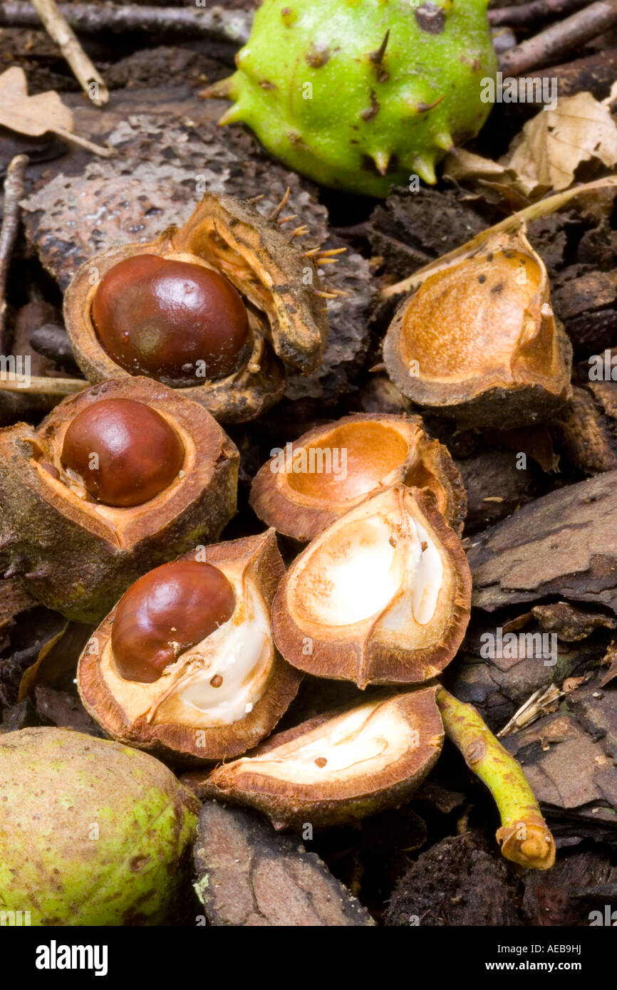 Conkers on ground hi-res stock photography and images - Alamy