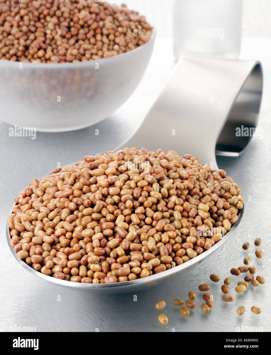 Muth moth hi-res stock photography and images - Alamy