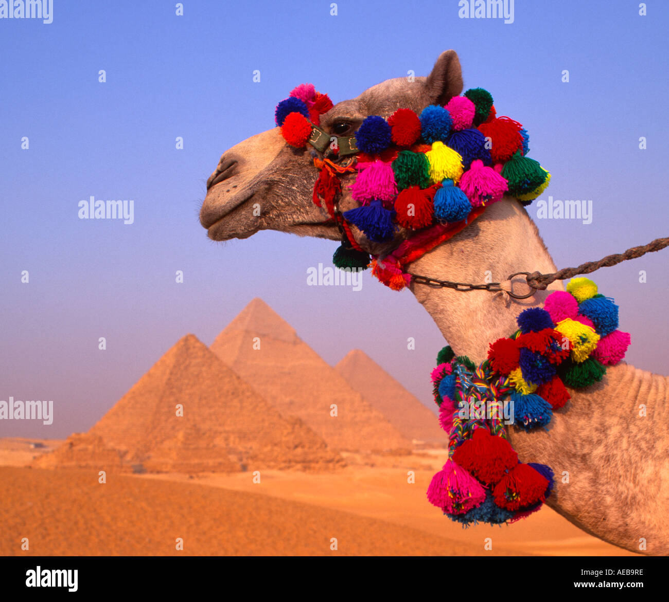 Decorated Camel & pyramids, Giza Cairo Egypt Stock Photo - Alamy